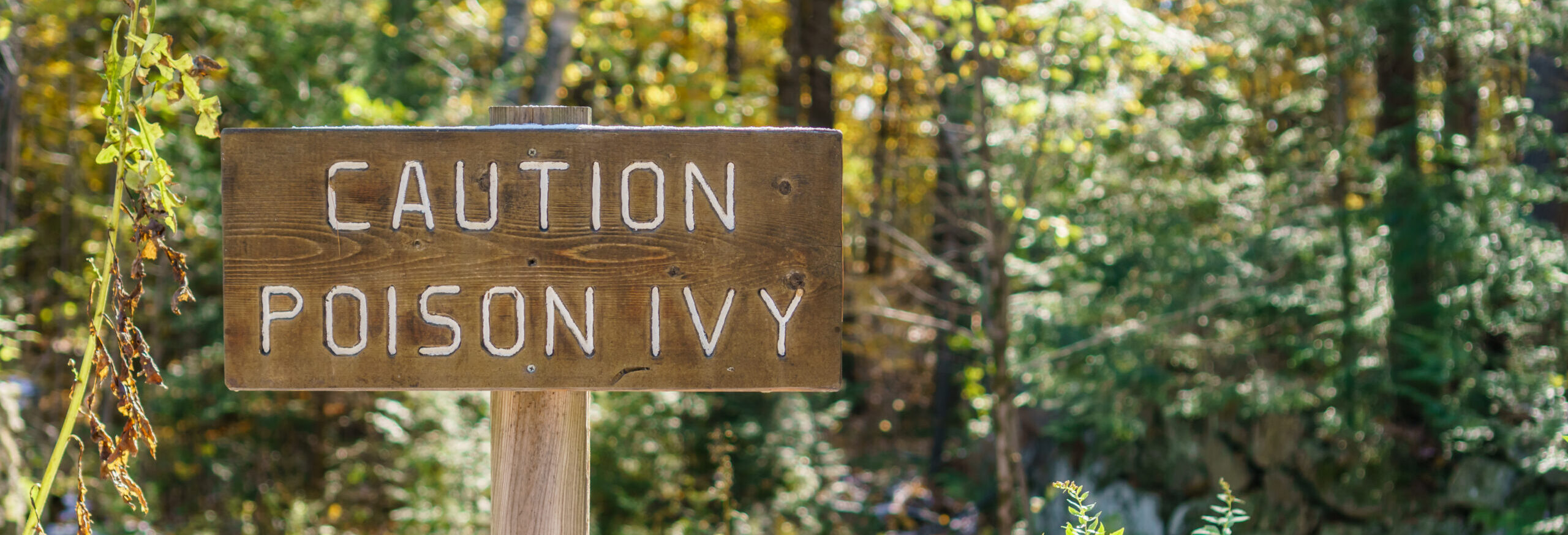 Poison Ivy: Tips to Keep the Itch Away | Urgent Team - Family of Urgent ...